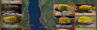 Distribution maps of Lake Malawi cichlids