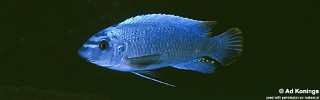 Labeotropheus trewavasae